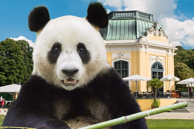 Schönbrunn Zoo Adventure Ticket: The combined ticket for train and ...