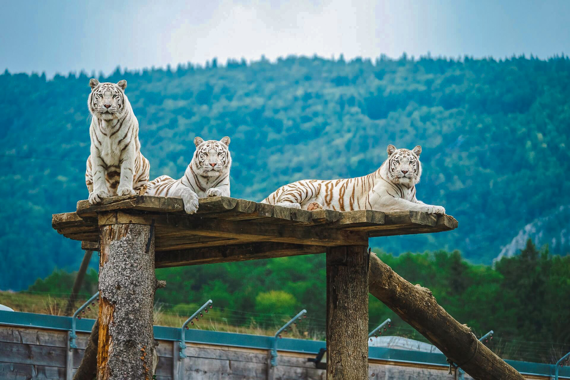 Sikypark – le parc suisse de sauvetage animalier