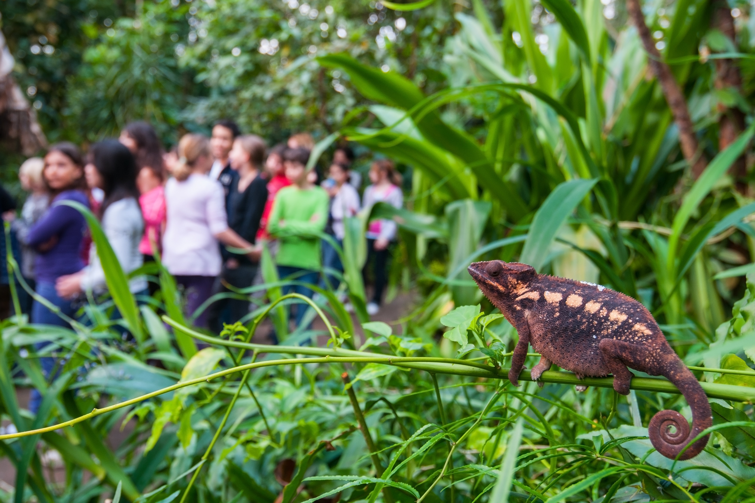 Zoo Zürich für Gruppen