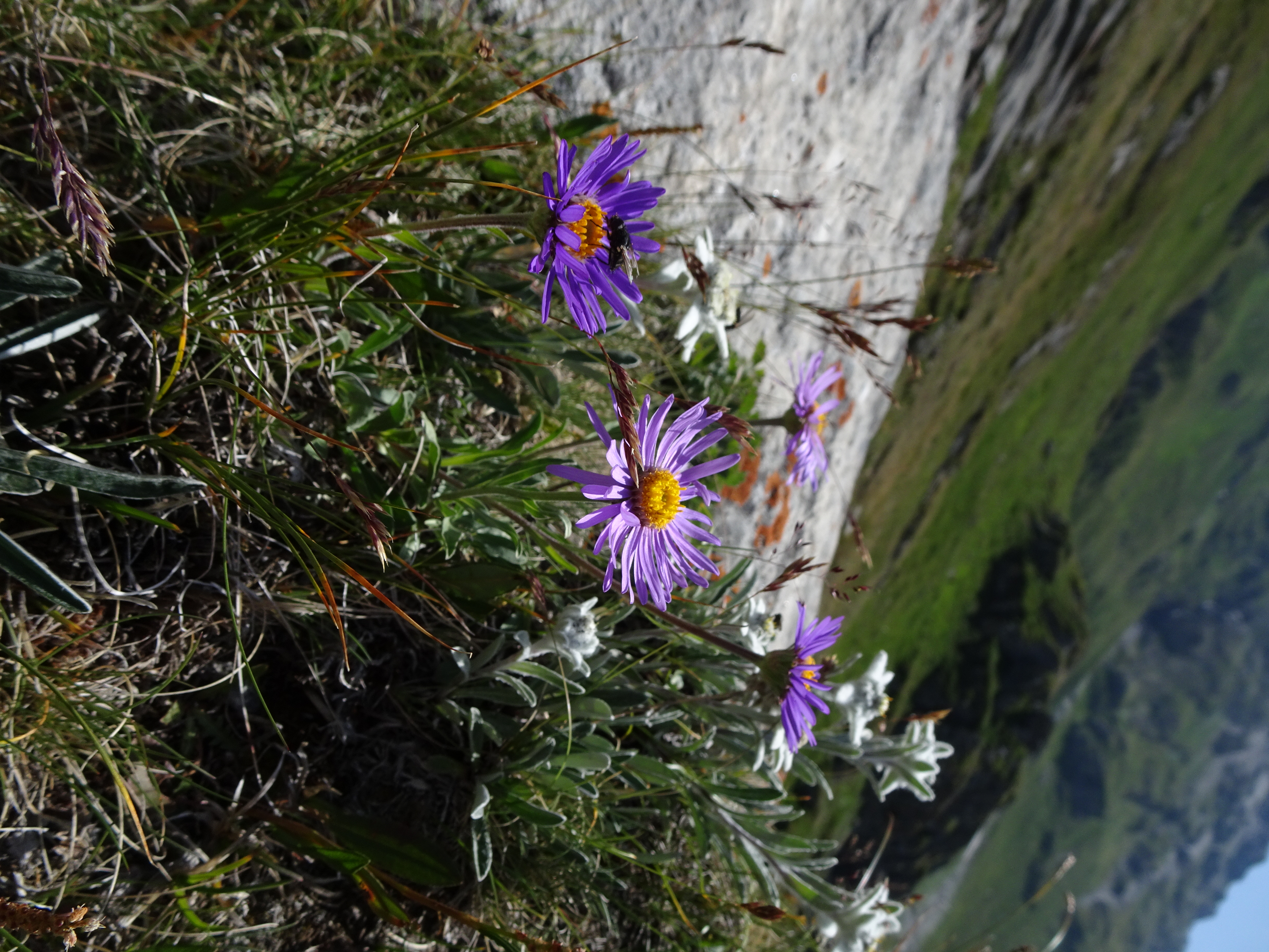 Alpen-Aster Aster alpinus L.
